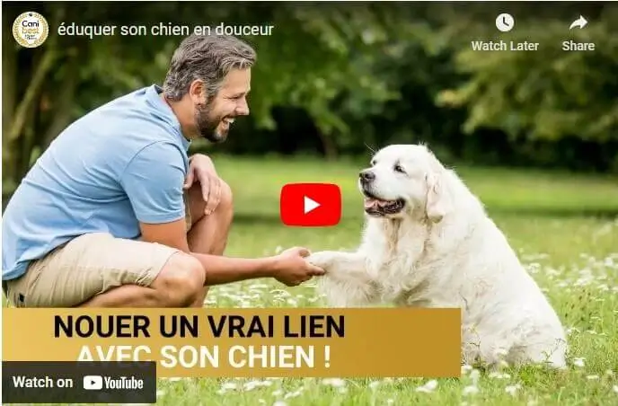 Noms de chiens en A pour 2025 - Mâle ou femelle - CANIBEST