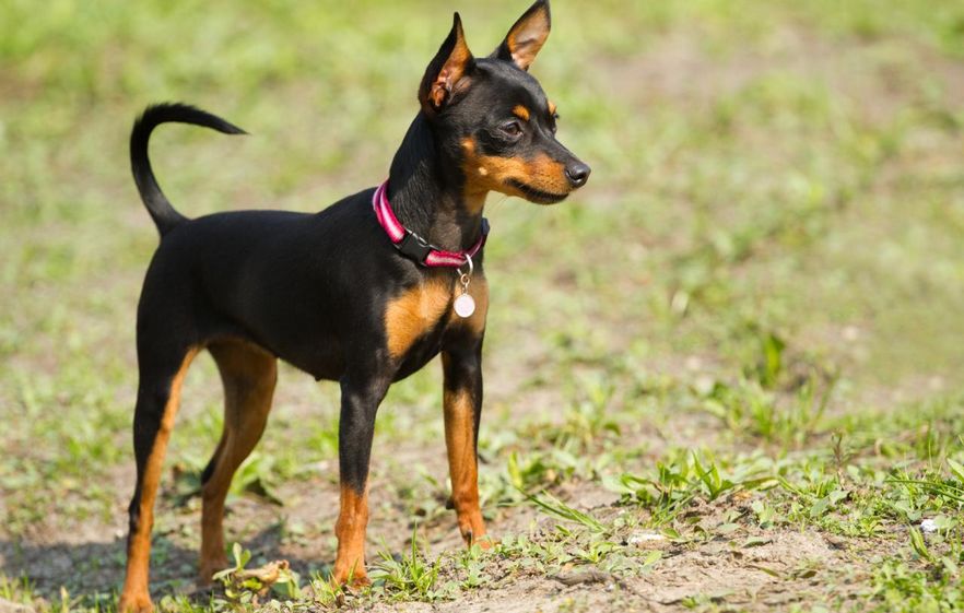 Pinscher Nain Race De Chien Et Chiot CANIBEST Pinscher Nain Race De Chien Et Chiot CANIBEST